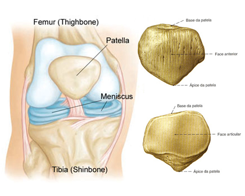 Patela – Dr. Fernando Cury Rezende